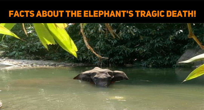 Facts About The Elephant's Tragic Death | NETTV4U